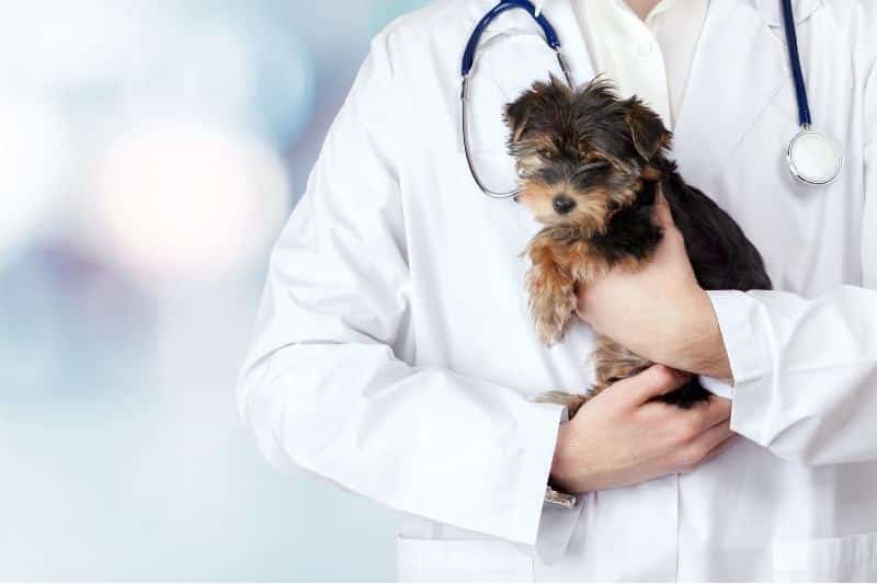 From Passion to Profession: The Journey of Becoming a Veterinarian in ...