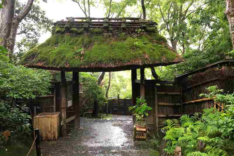 Ancient Canopies: Forests in Art's Realm